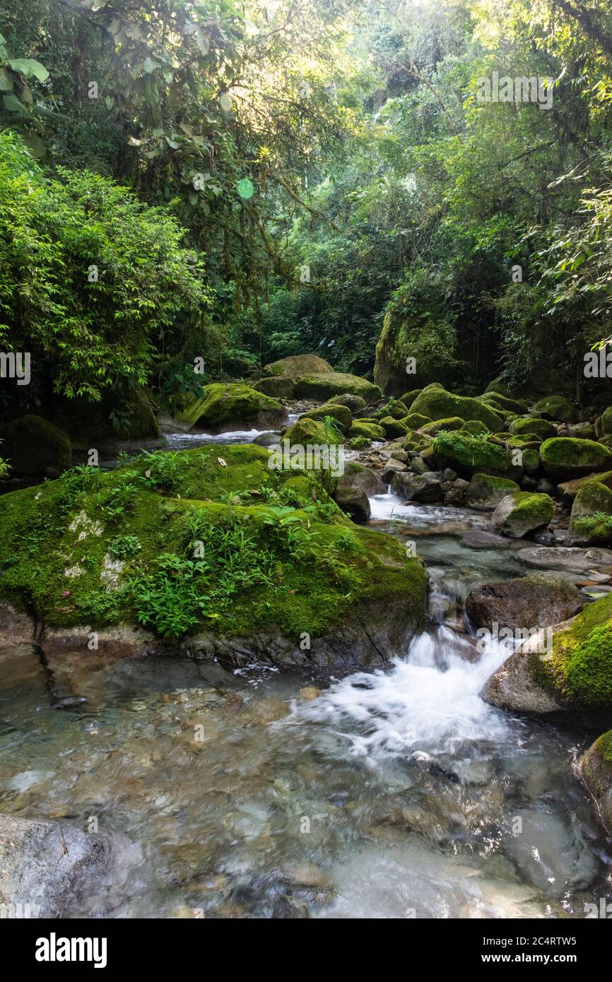 Beautiful atlantic rainforest river with water running on wild green ...