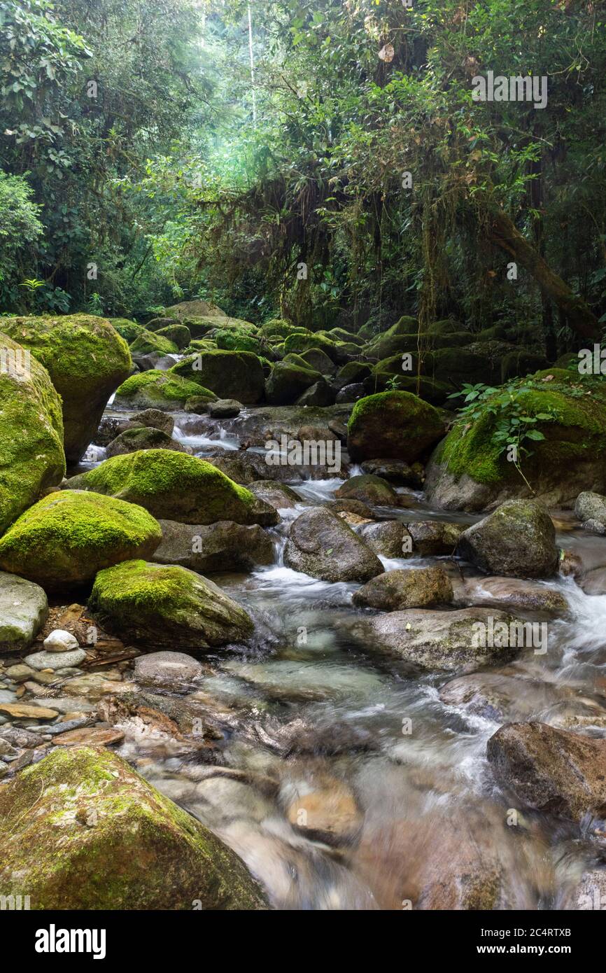 Beautiful atlantic rainforest river with water running on wild green ...