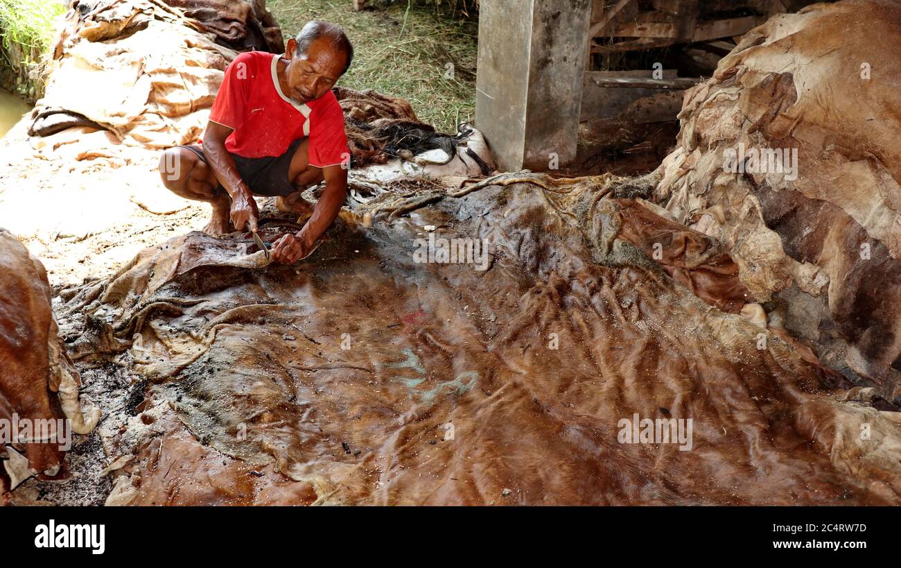 the process of cutting raw skin before it is processed for the ...
