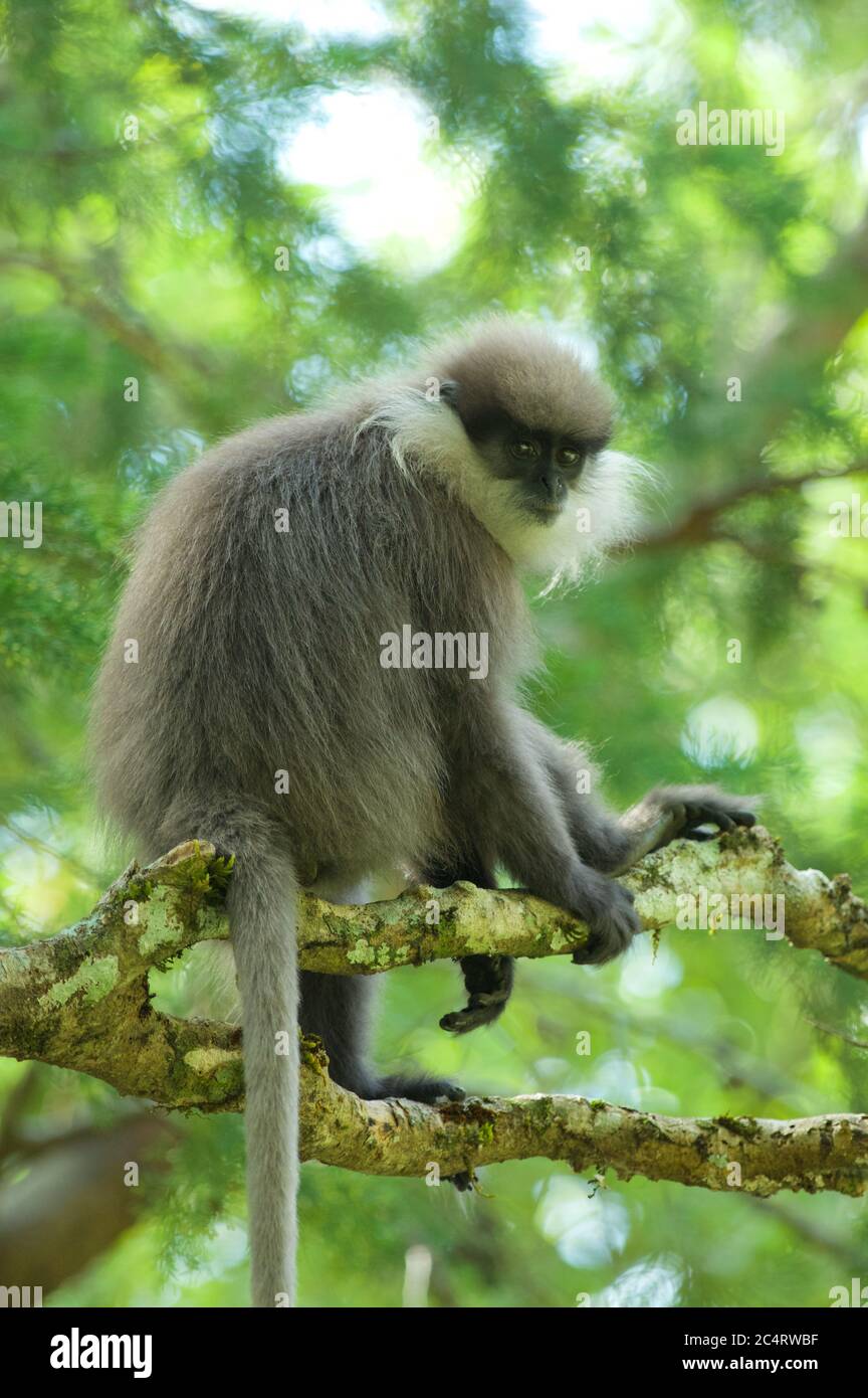 A Montane Purple-faced Langur (Trachypithecus vetulus) living wild in ...