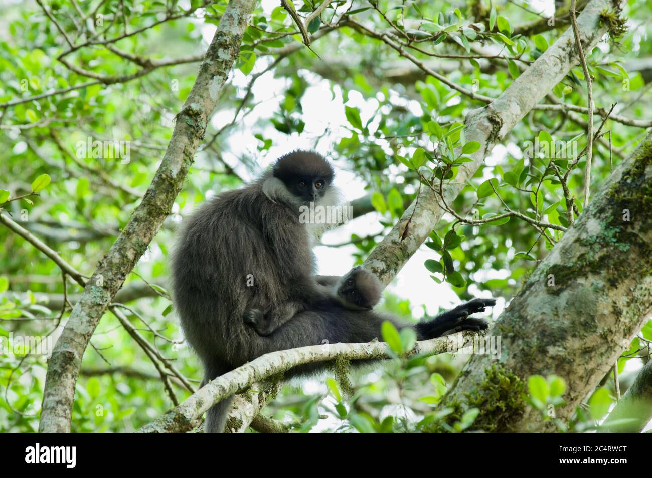 A Montane Purple-faced Langur (Trachypithecus vetulus) living wild in ...