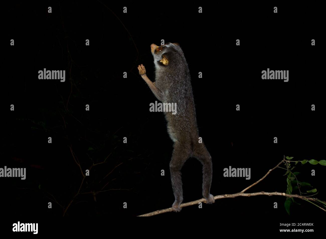 Slender loris hi-res stock photography and images - Alamy