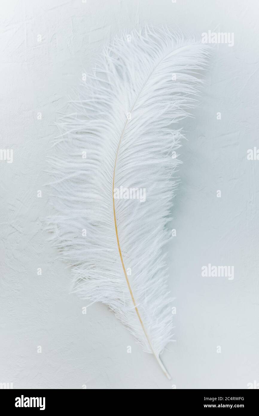 White feather texture background Stock Photo - Alamy