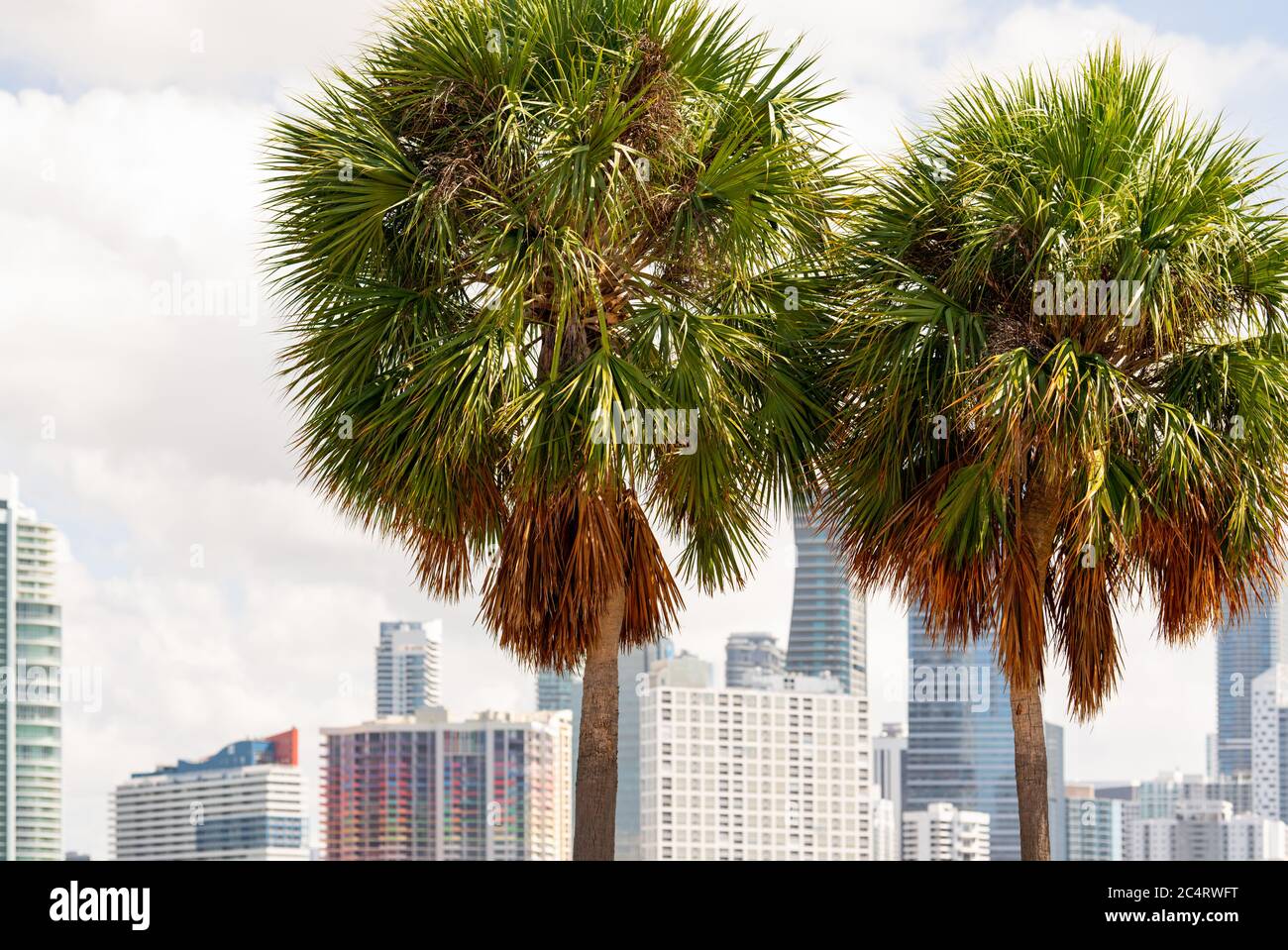 Miami palm trees with city scene in background Stock Photo - Alamy