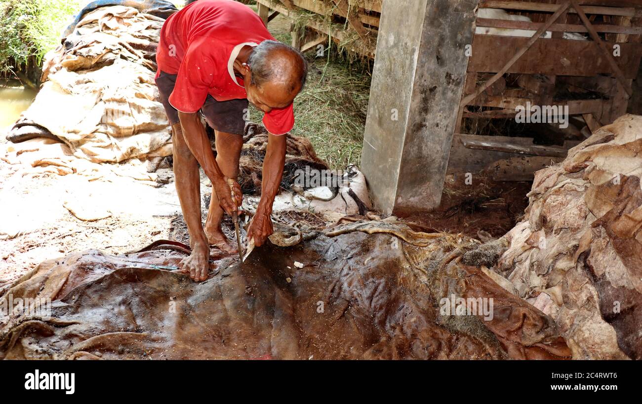 the process of cutting raw skin before it is processed for the ...