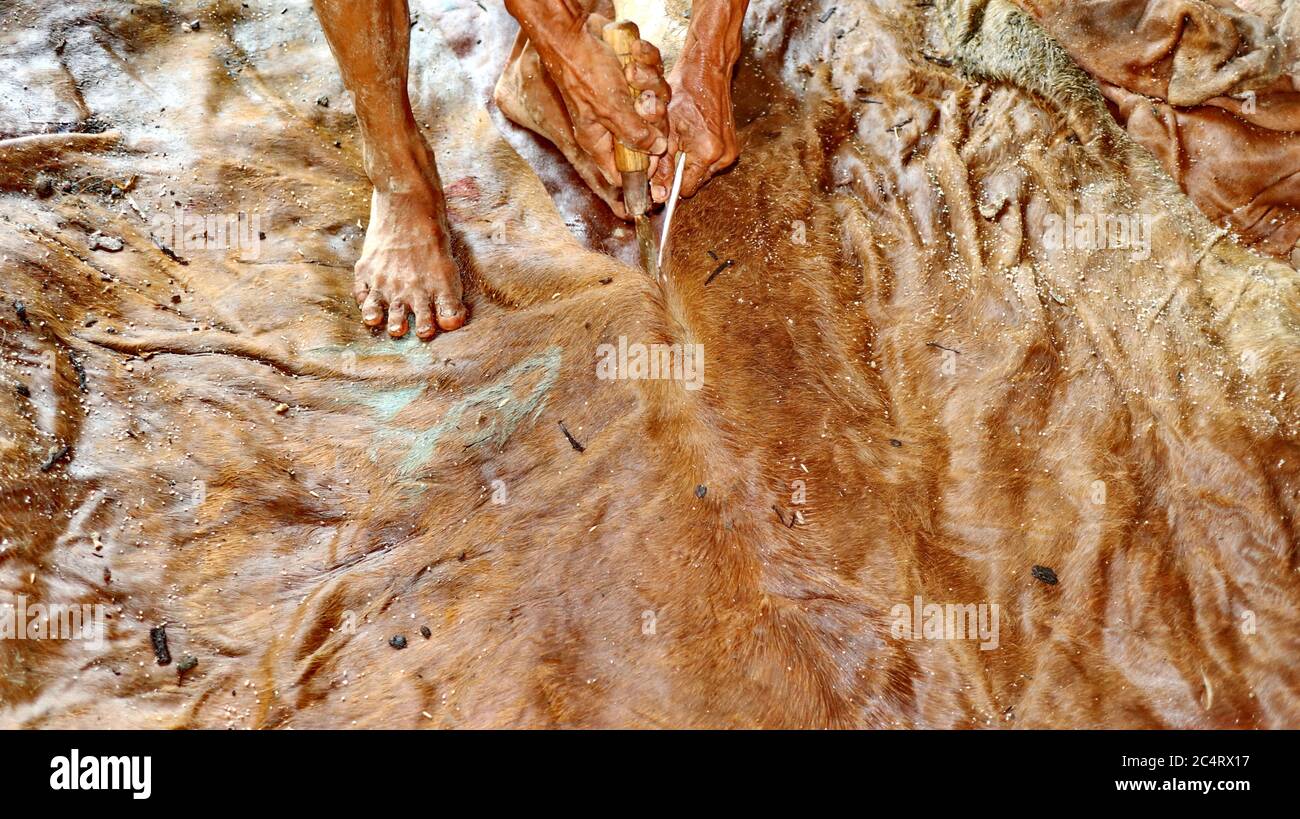 the process of cutting raw skin before it is processed for the ...