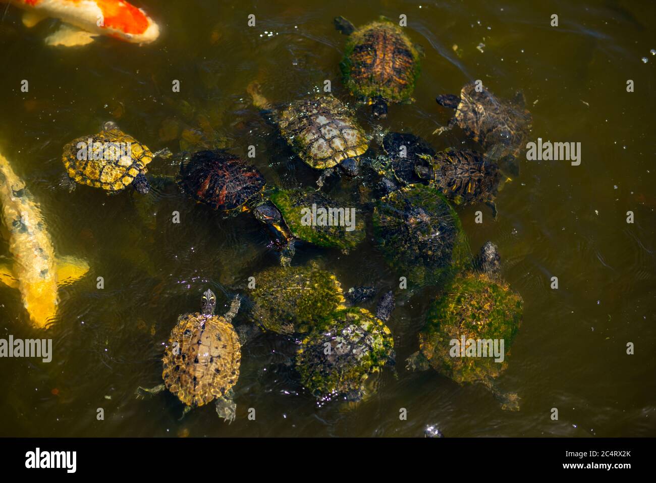 Photo of turtles in a pond Stock Photo - Alamy