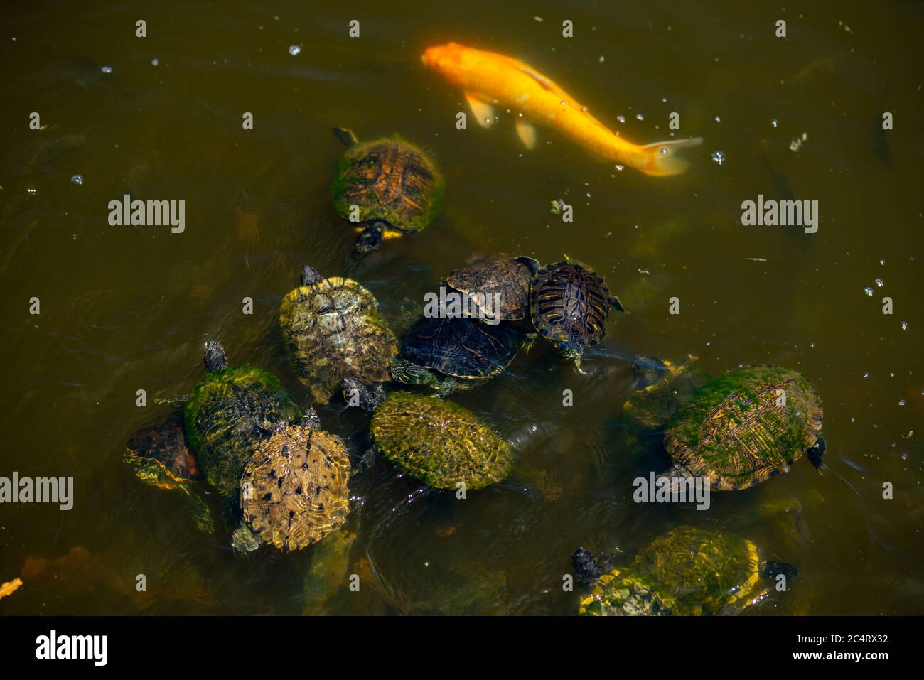 Photo of turtles in a pond Stock Photo - Alamy