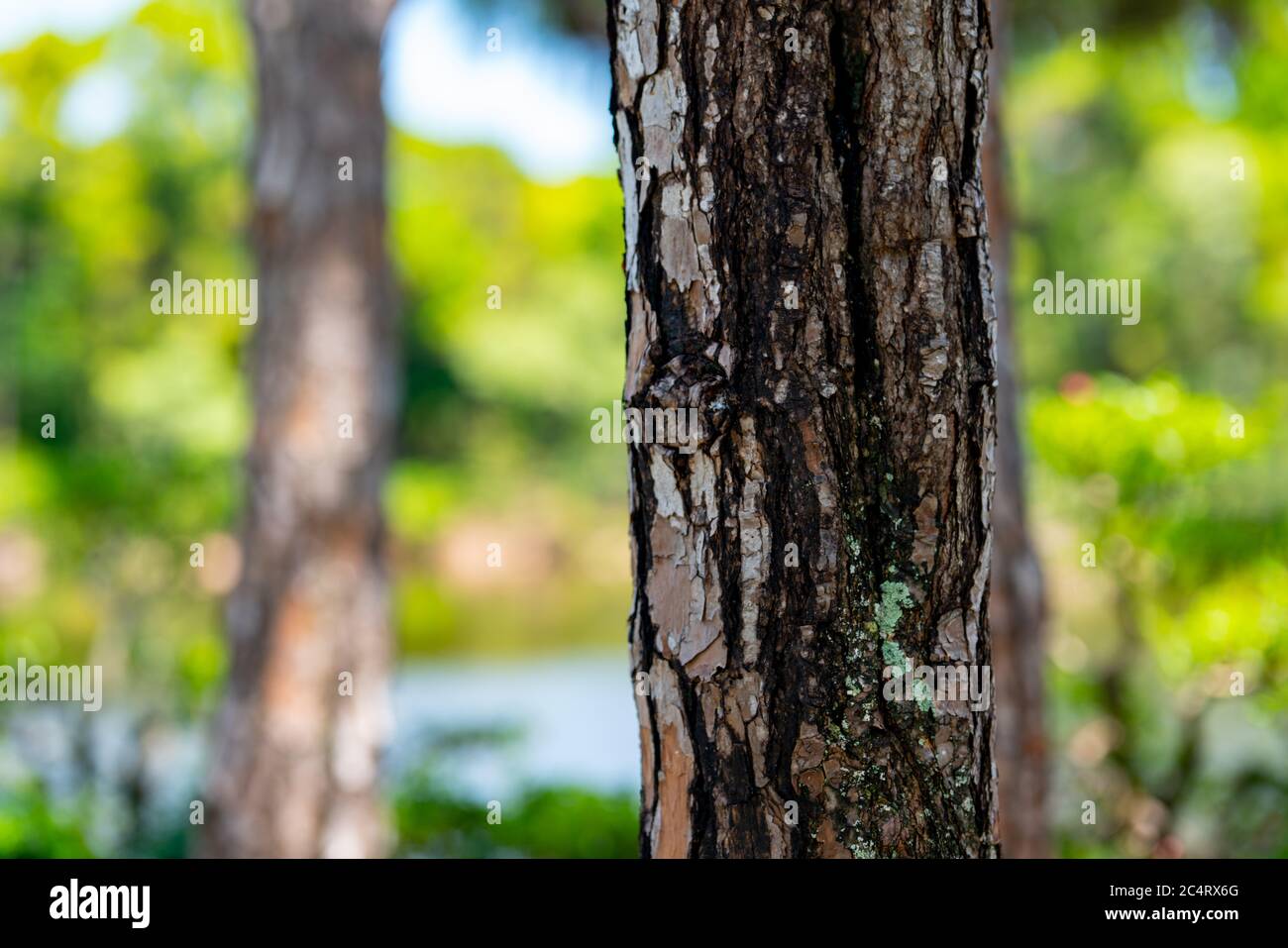 Flaky flaking bark hi-res stock photography and images - Alamy