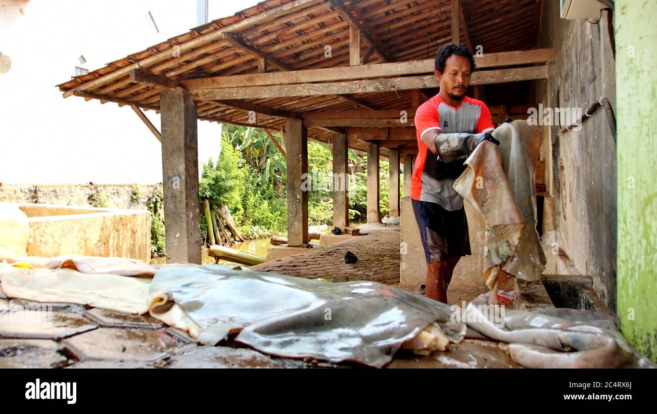 the process of cutting raw skin before it is processed for the ...