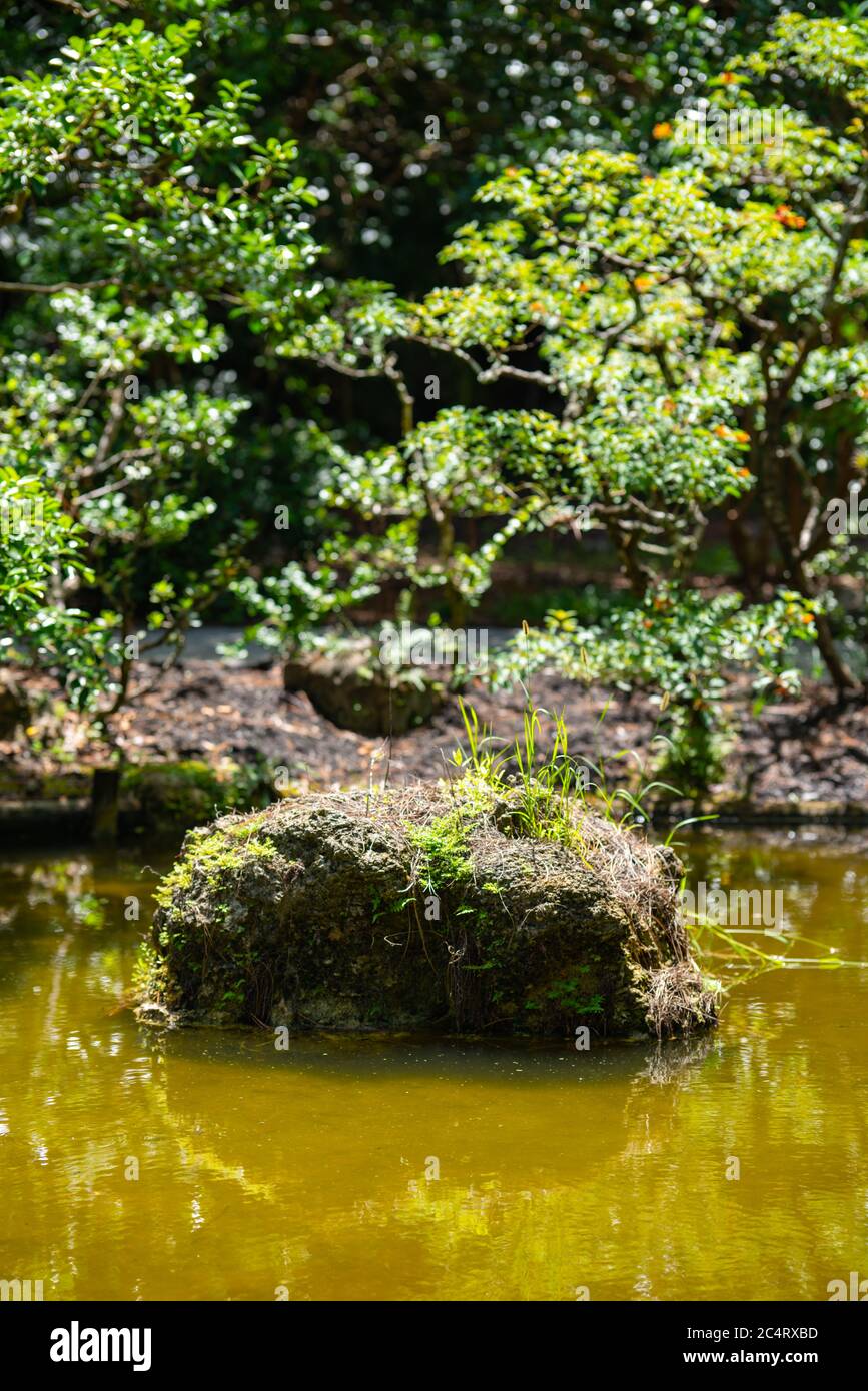 Stone in the pond with nature growth on it Stock Photo - Alamy