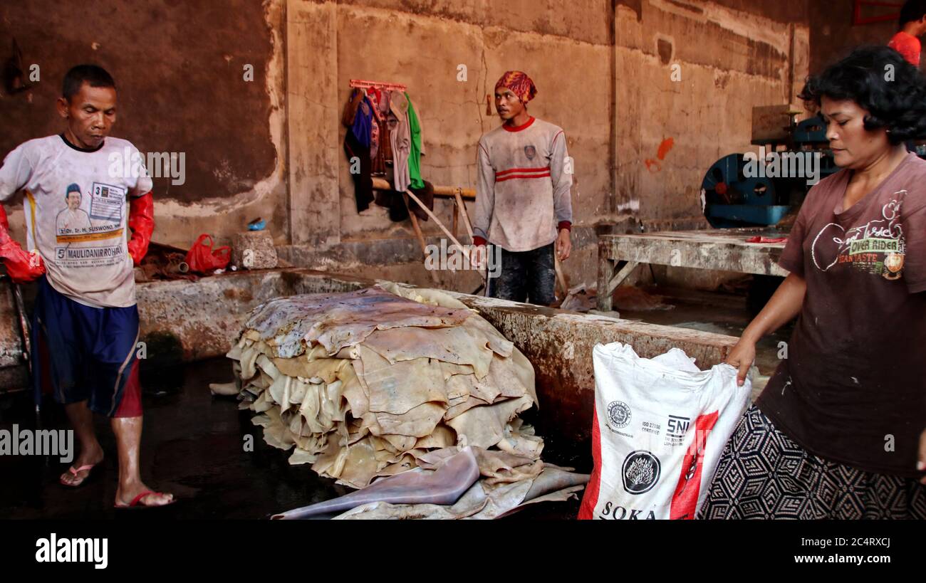 the process of cutting raw skin before it is processed for the ...