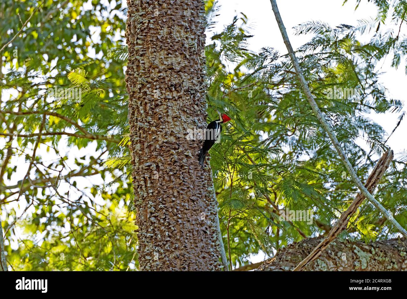 Female Crimson Crested Woodpecker in the Amazon Rainforest near Alta ...