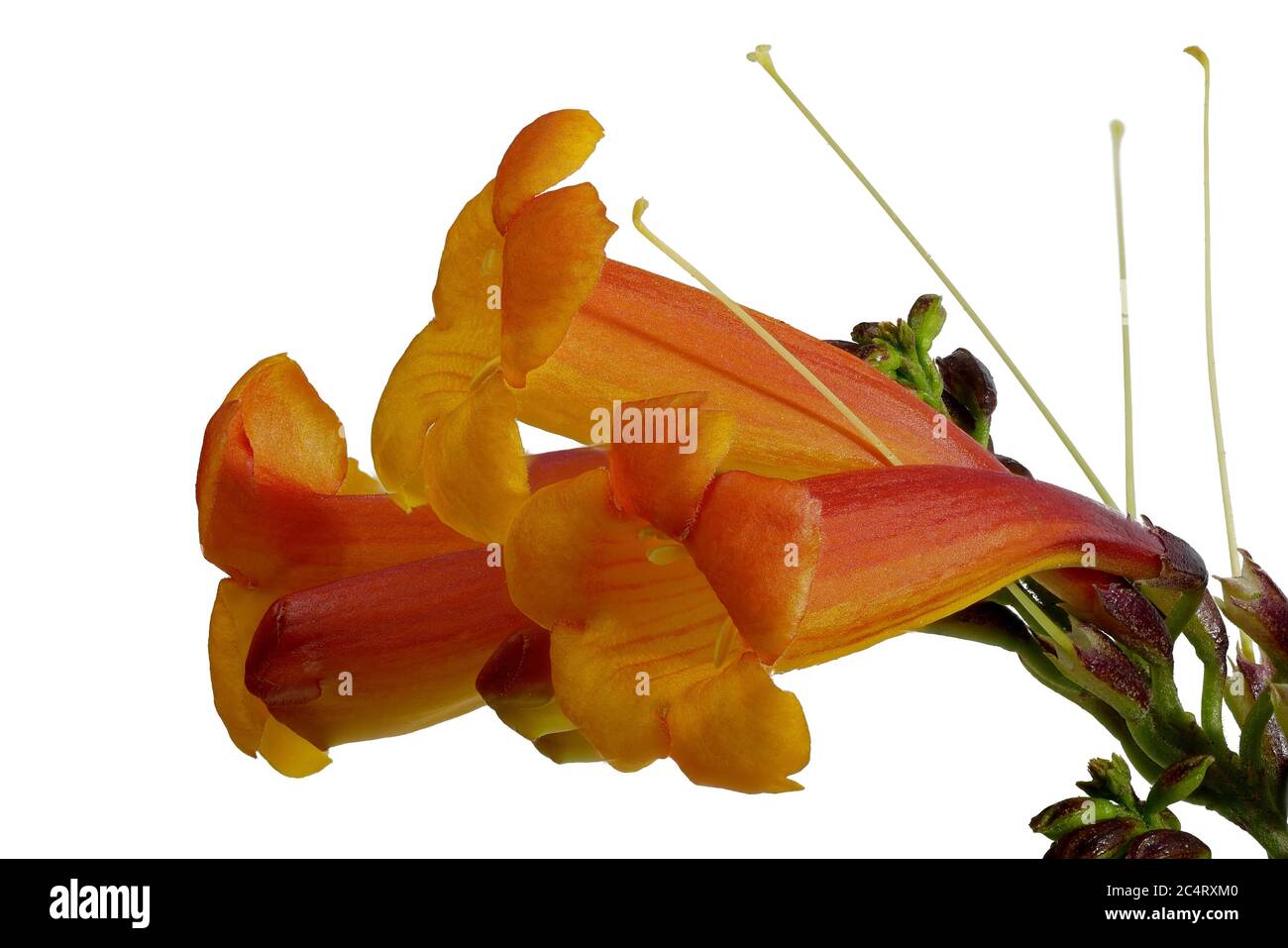 Orange, yellow blossom, Tecoma capensis, on white background, macro ...