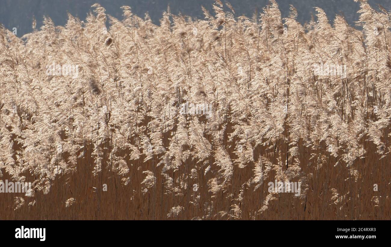 A field of reeds, shining in the sun Stock Photo - Alamy