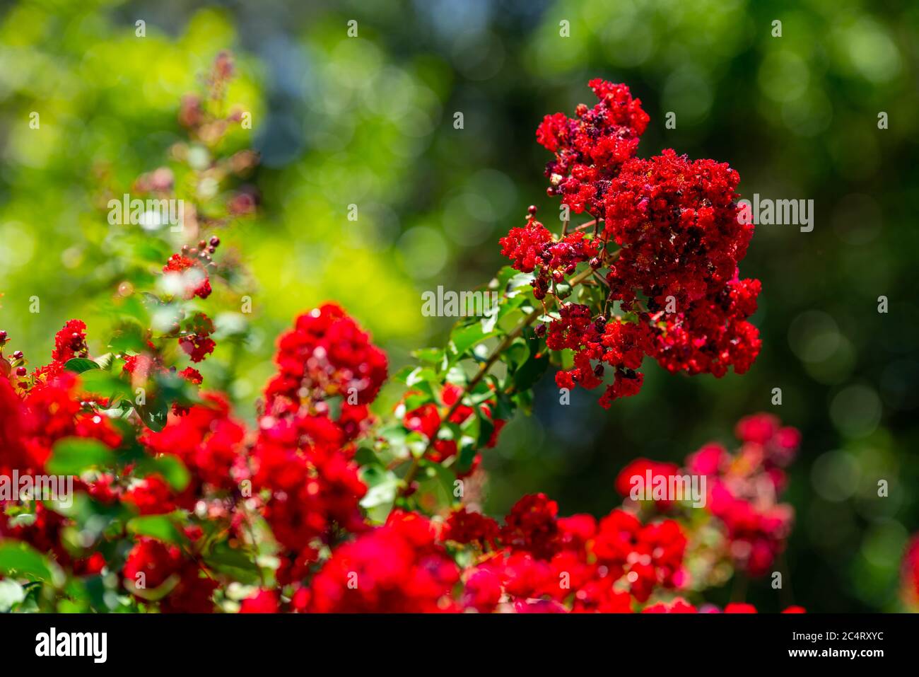 Red flowers in full hi-res stock photography and images - Alamy