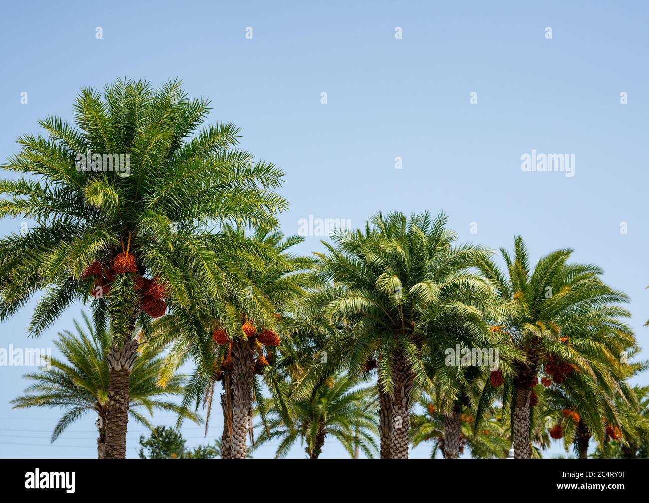 Blue light in trees hi-res stock photography and images - Alamy