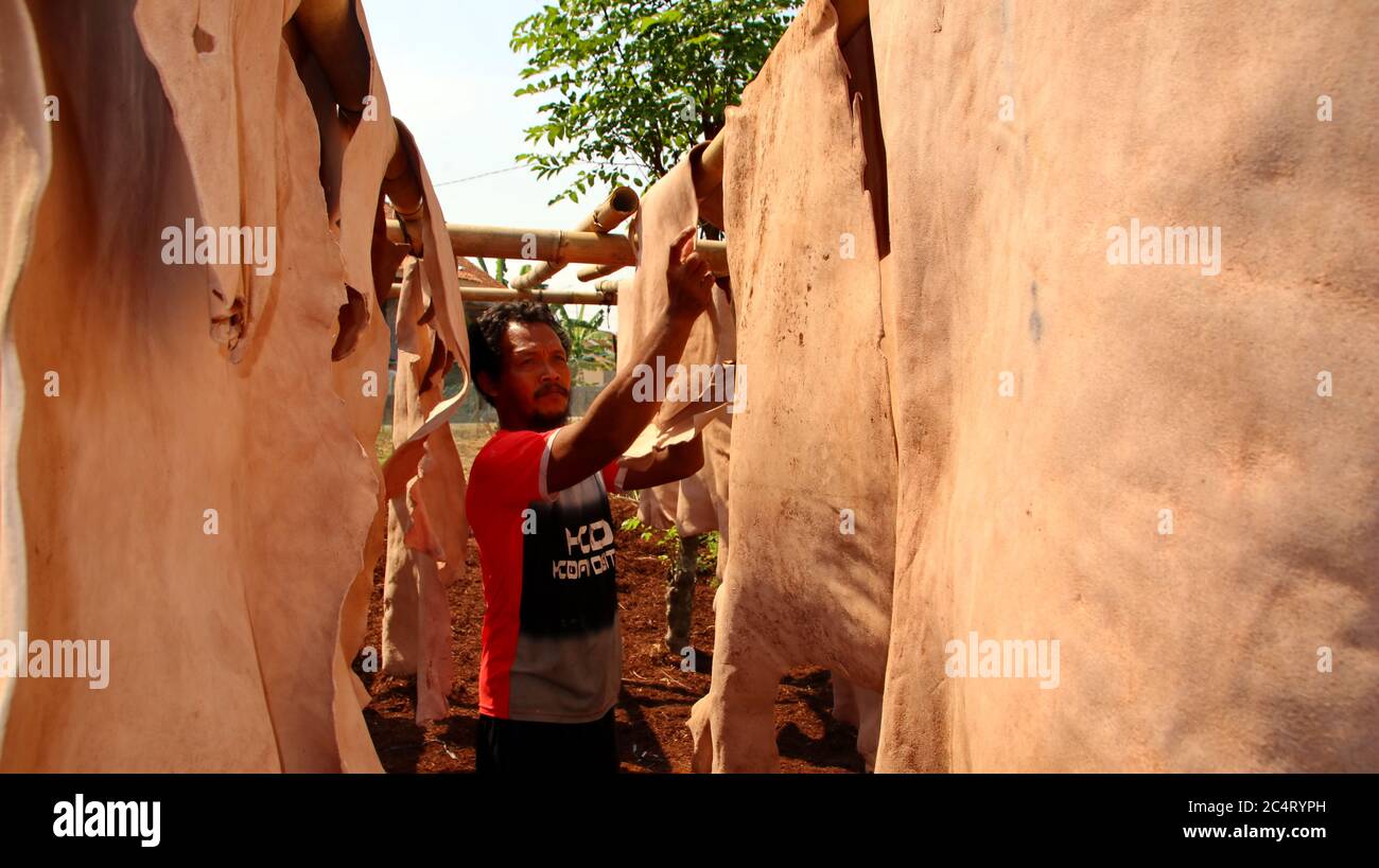 the process of cutting raw skin before it is processed for the ...