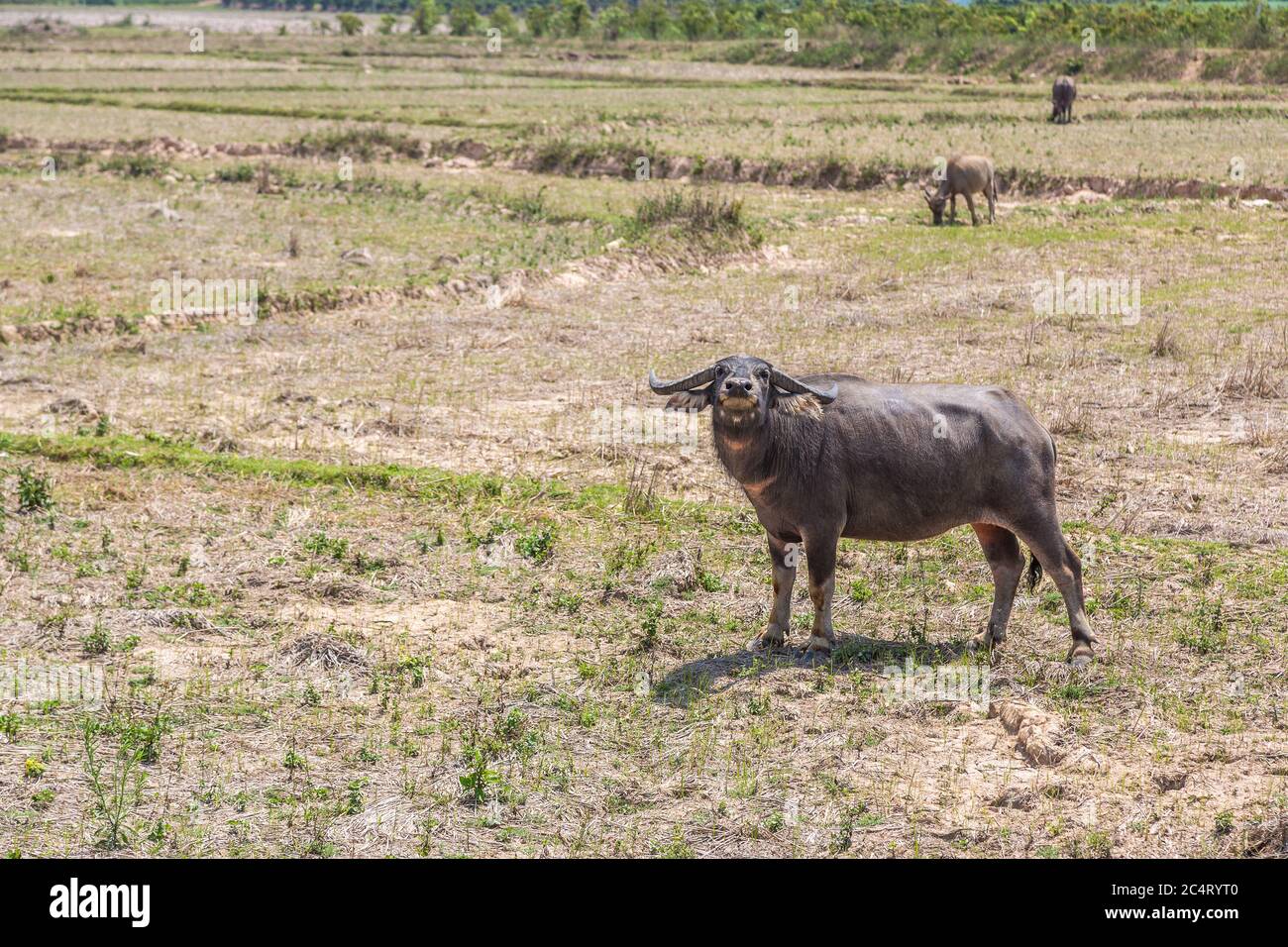 Vietnamese cows hi-res stock photography and images - Alamy