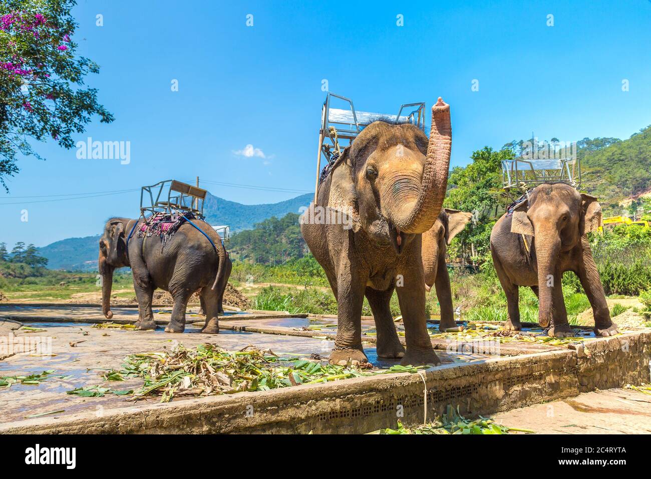 Elephants farm in sri lanka hi-res stock photography and images - Alamy