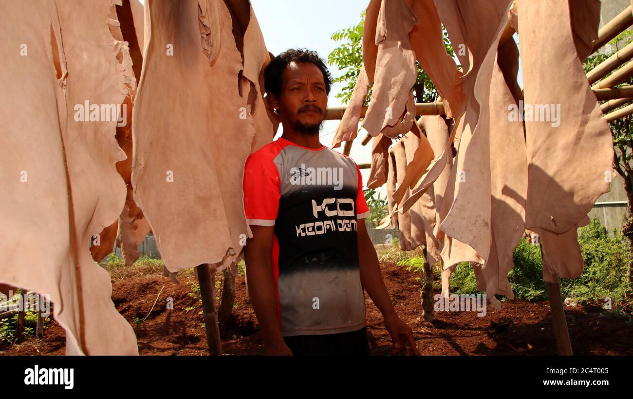 the process of cutting raw skin before it is processed for the ...