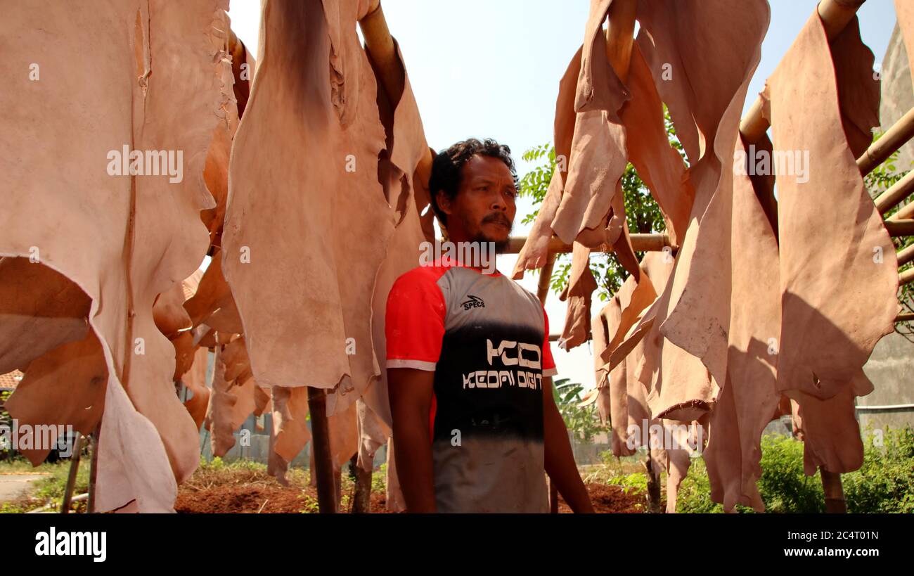 the process of cutting raw skin before it is processed for the ...