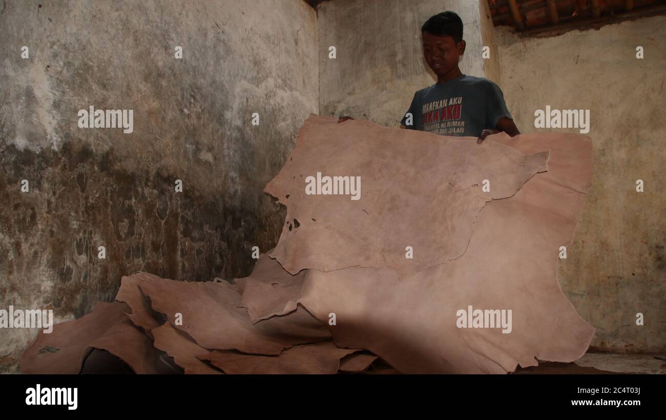 the process of cutting raw skin before it is processed for the ...