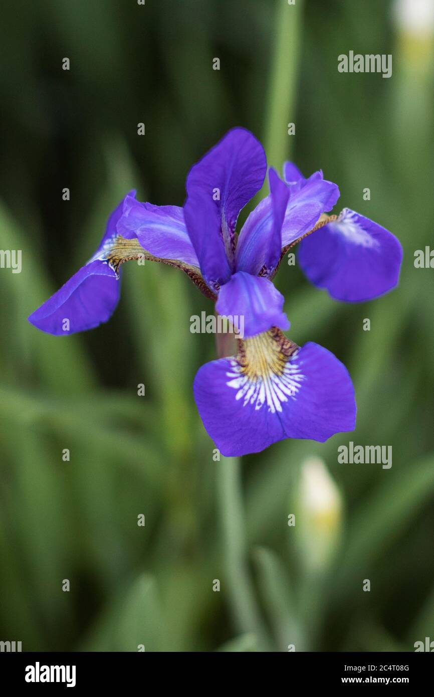 A purple Siberian iris (Iris sibirica), also known as Siberian flag ...