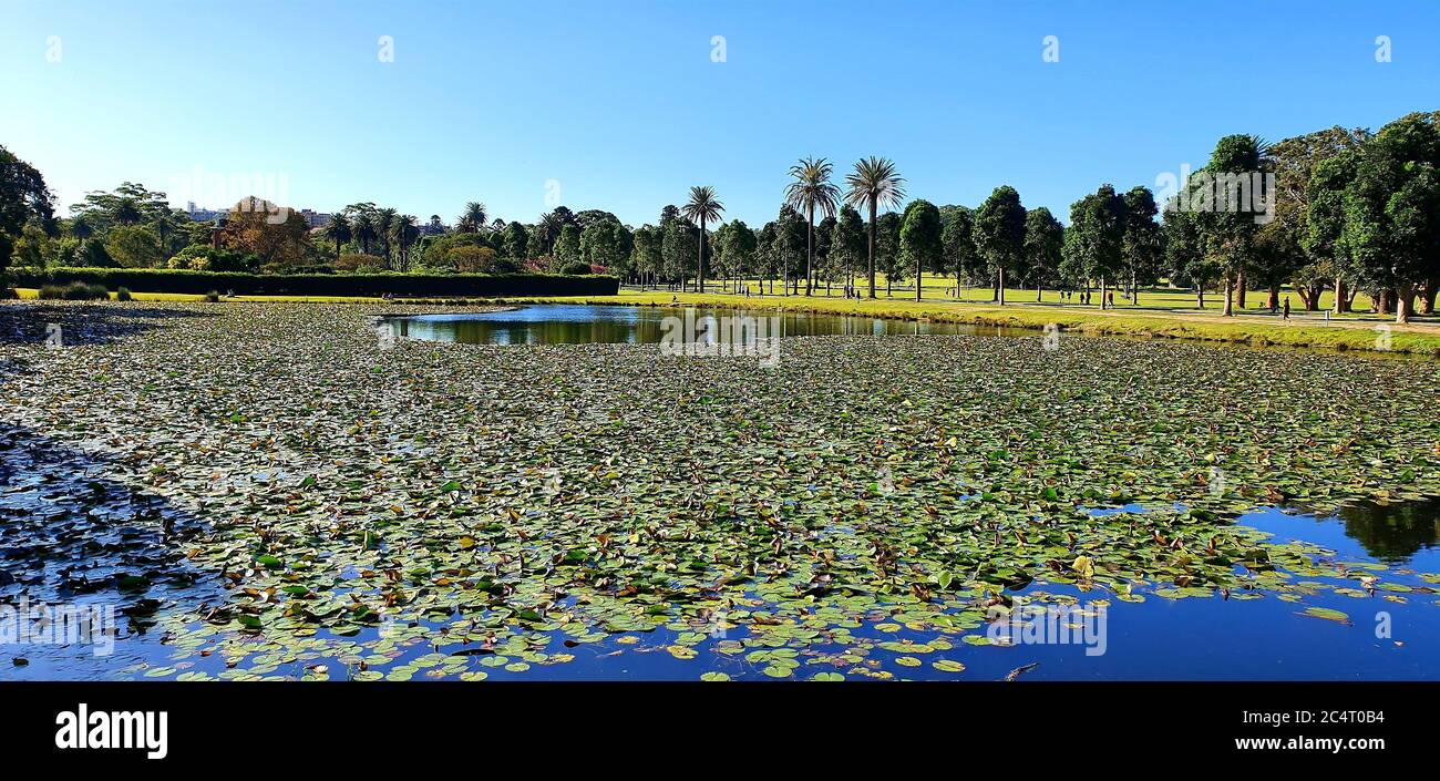 Panoramic shot of a pond with water lilies with trees on the background ...