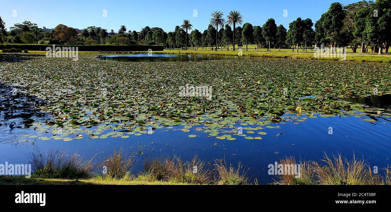 Panoramic shot water lilies hi-res stock photography and images - Alamy