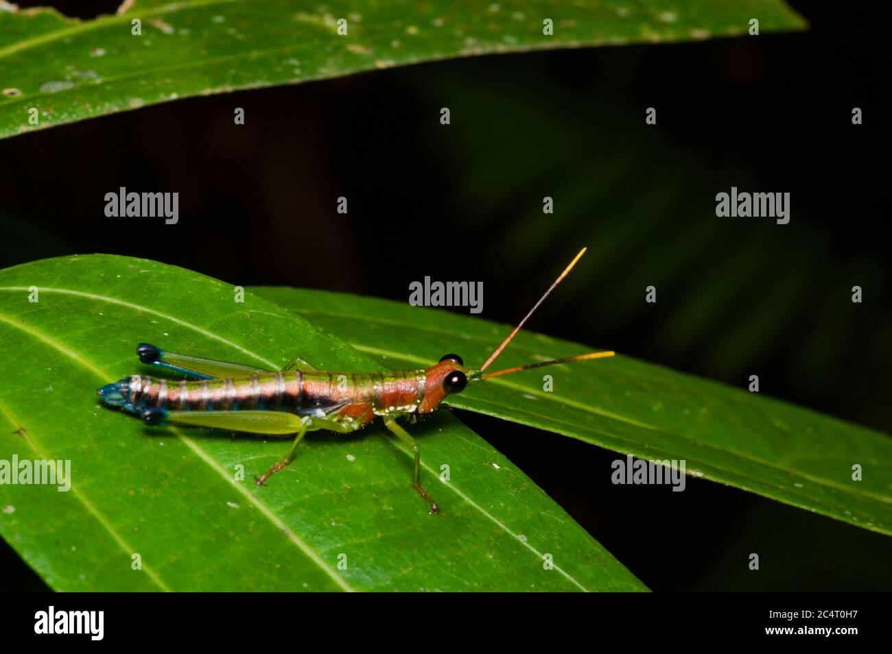 Rakwana ornata hi-res stock photography and images - Alamy