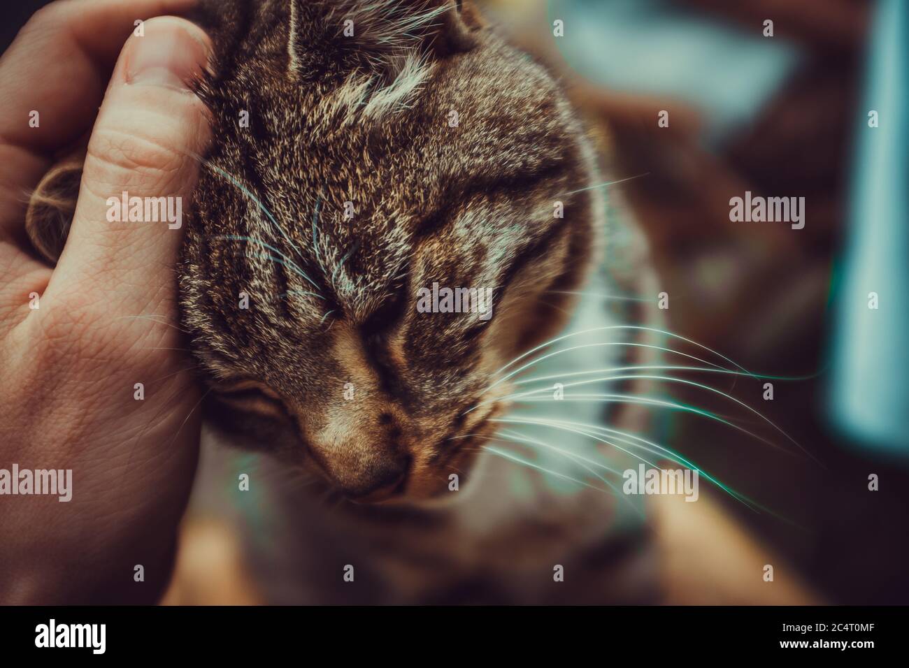 Purebred pat hi-res stock photography and images - Alamy