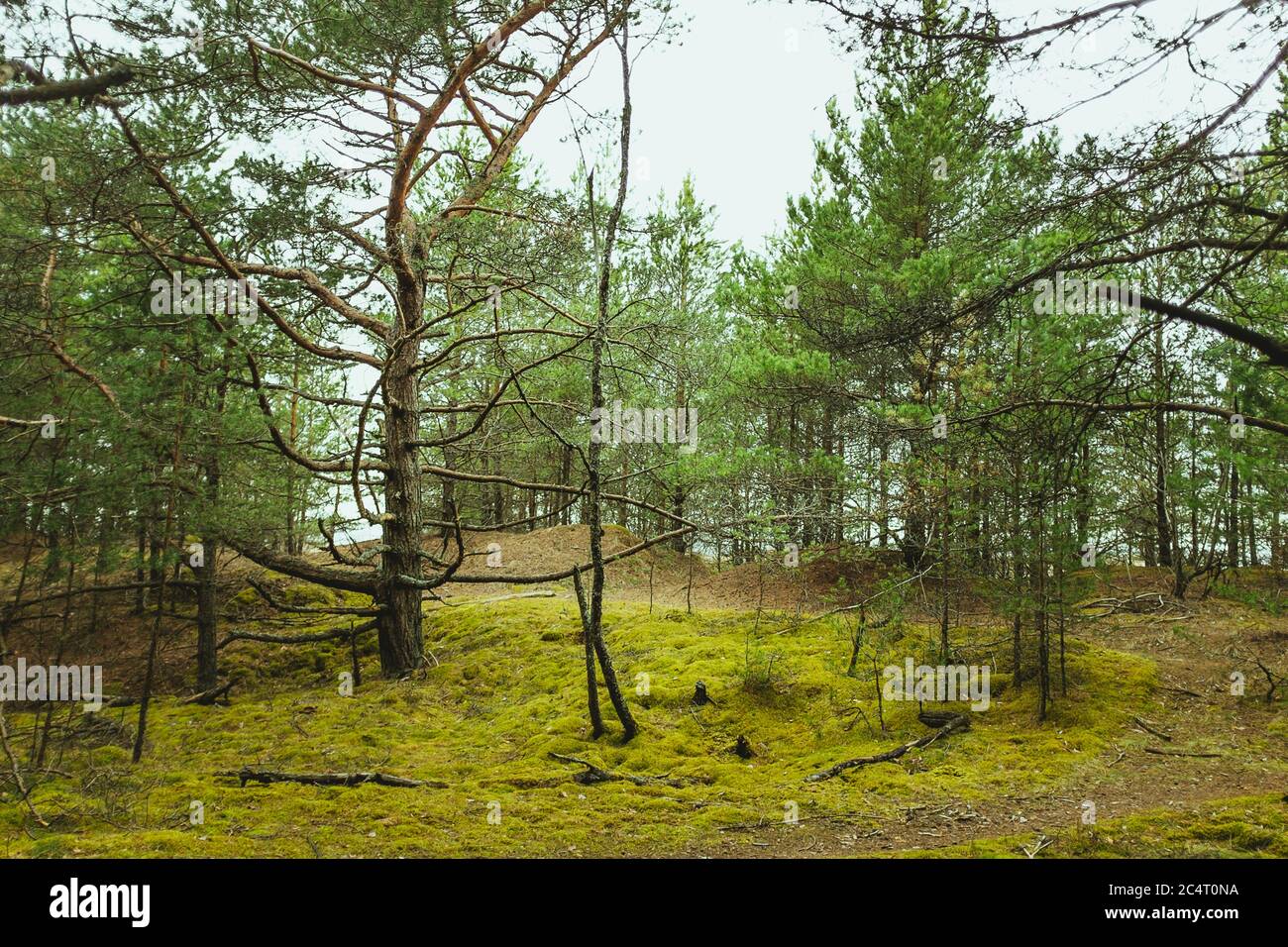 Variety of trees growing in the forest during daytime Stock Photo - Alamy