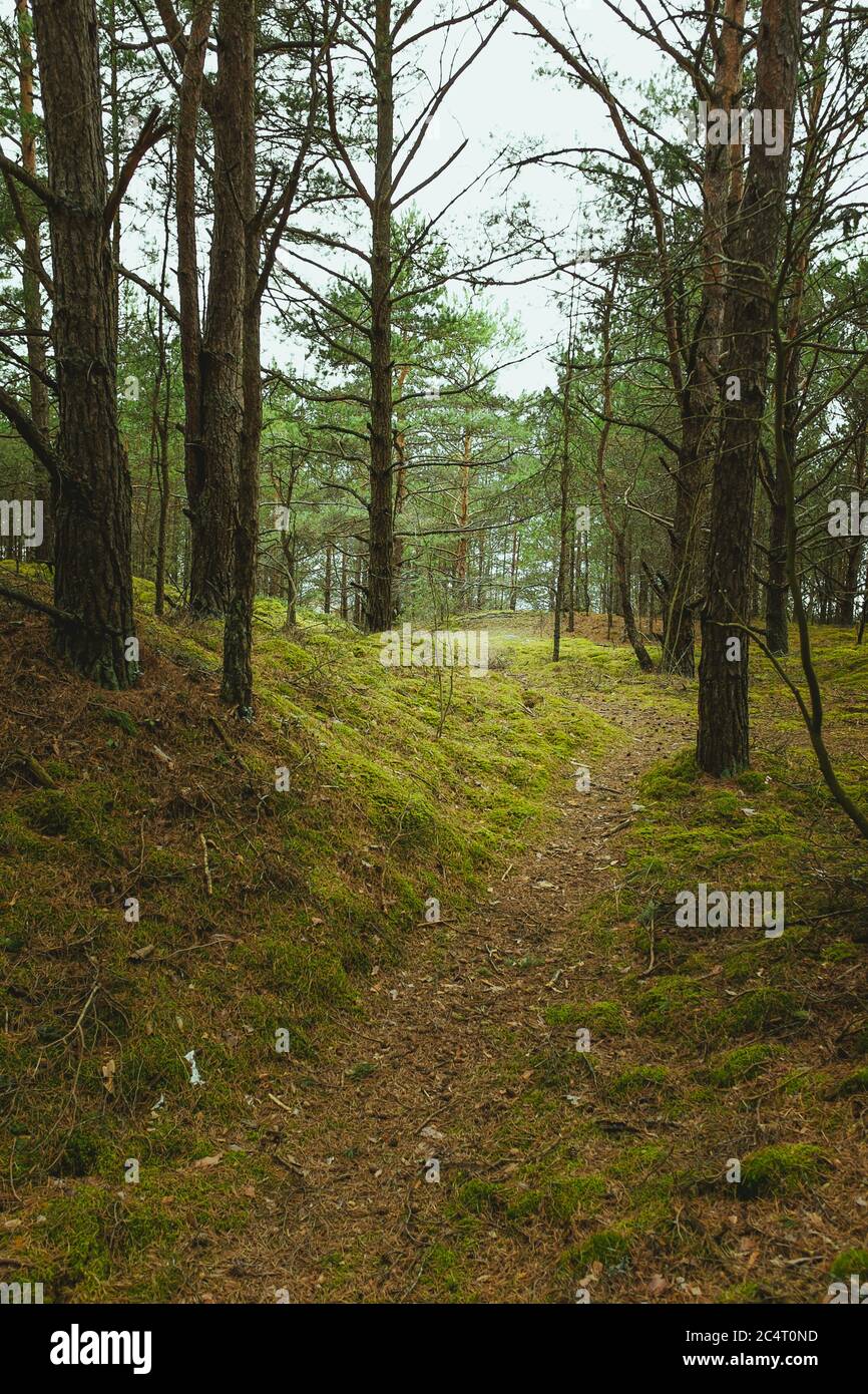 Trees growing in the forest during daytime Stock Photo - Alamy