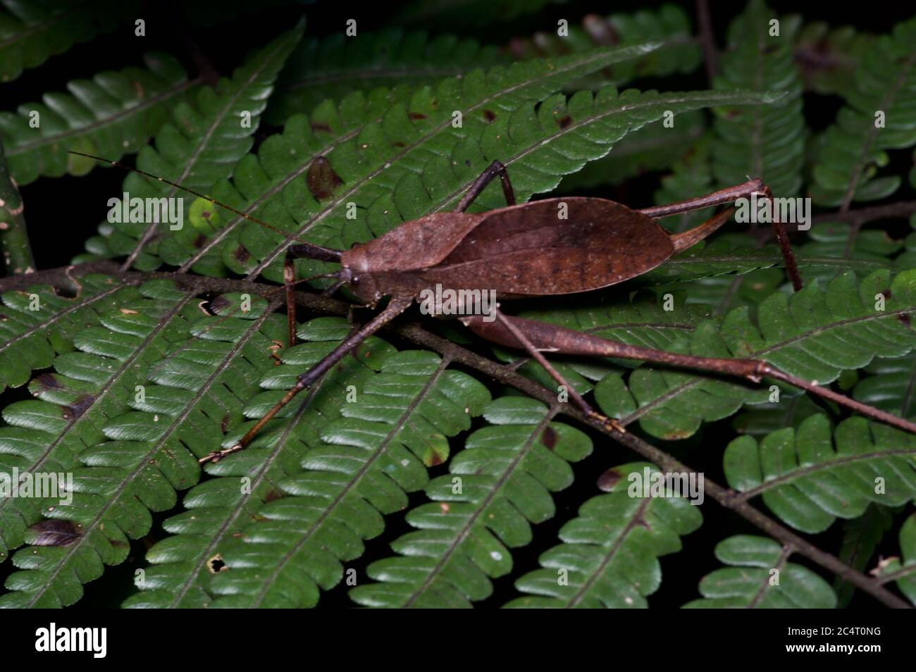 A long-legged katydid (family Tettigoniidae, subfamily Mecopodinae) on ...