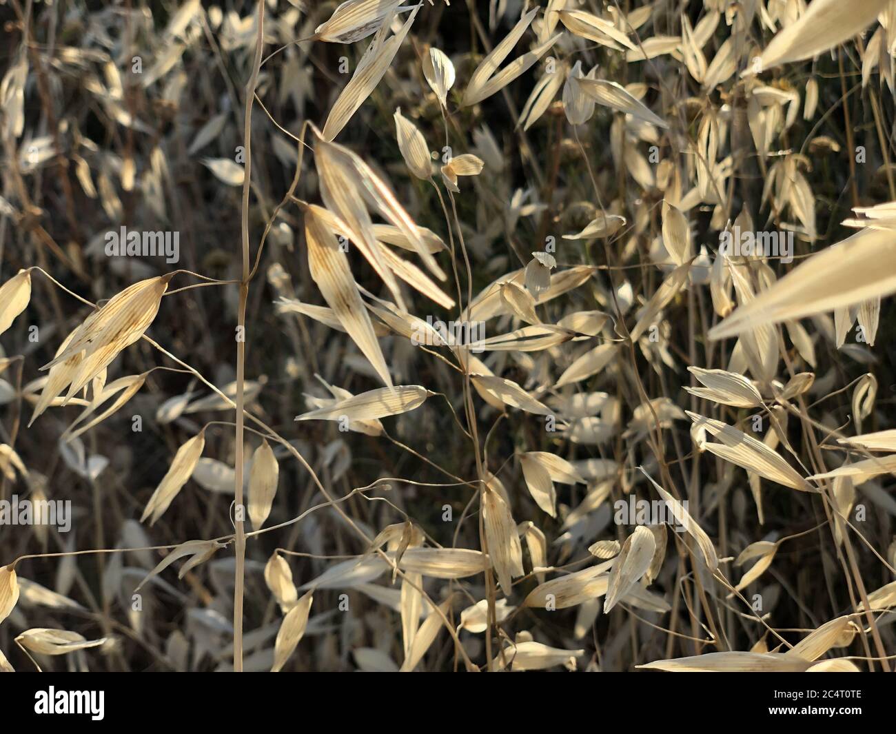 Dry common oats gleaming under the sun rays in autumn Stock Photo - Alamy