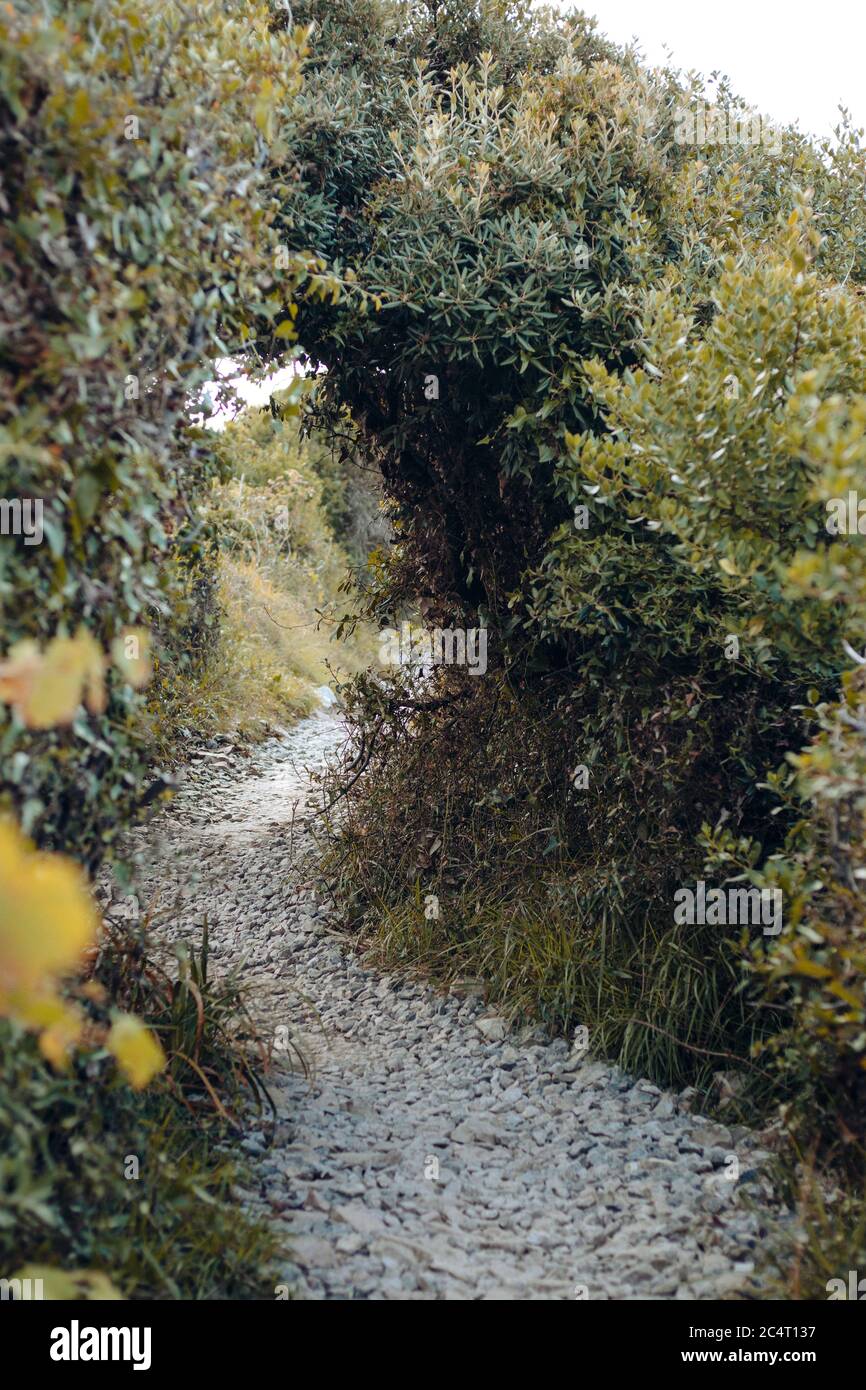 Bushes around trail hi-res stock photography and images - Alamy
