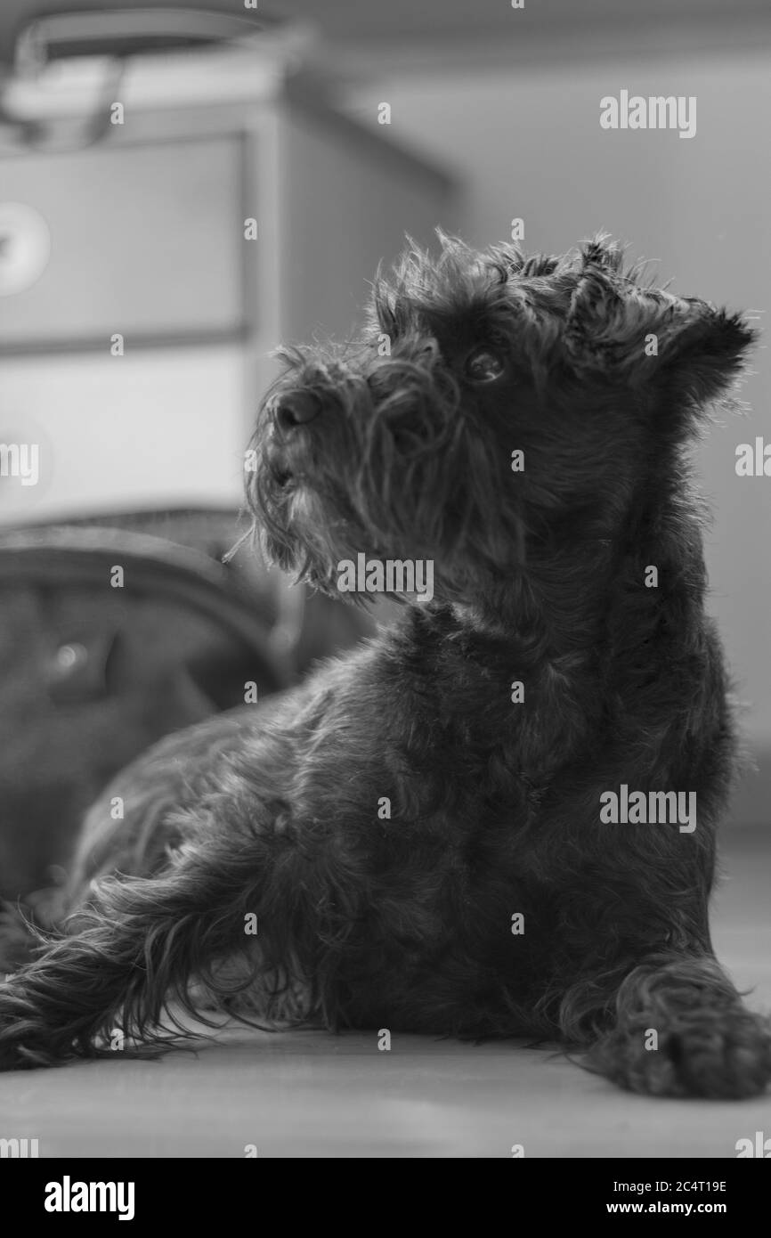 Lucas terrier hi-res stock photography and images - Alamy