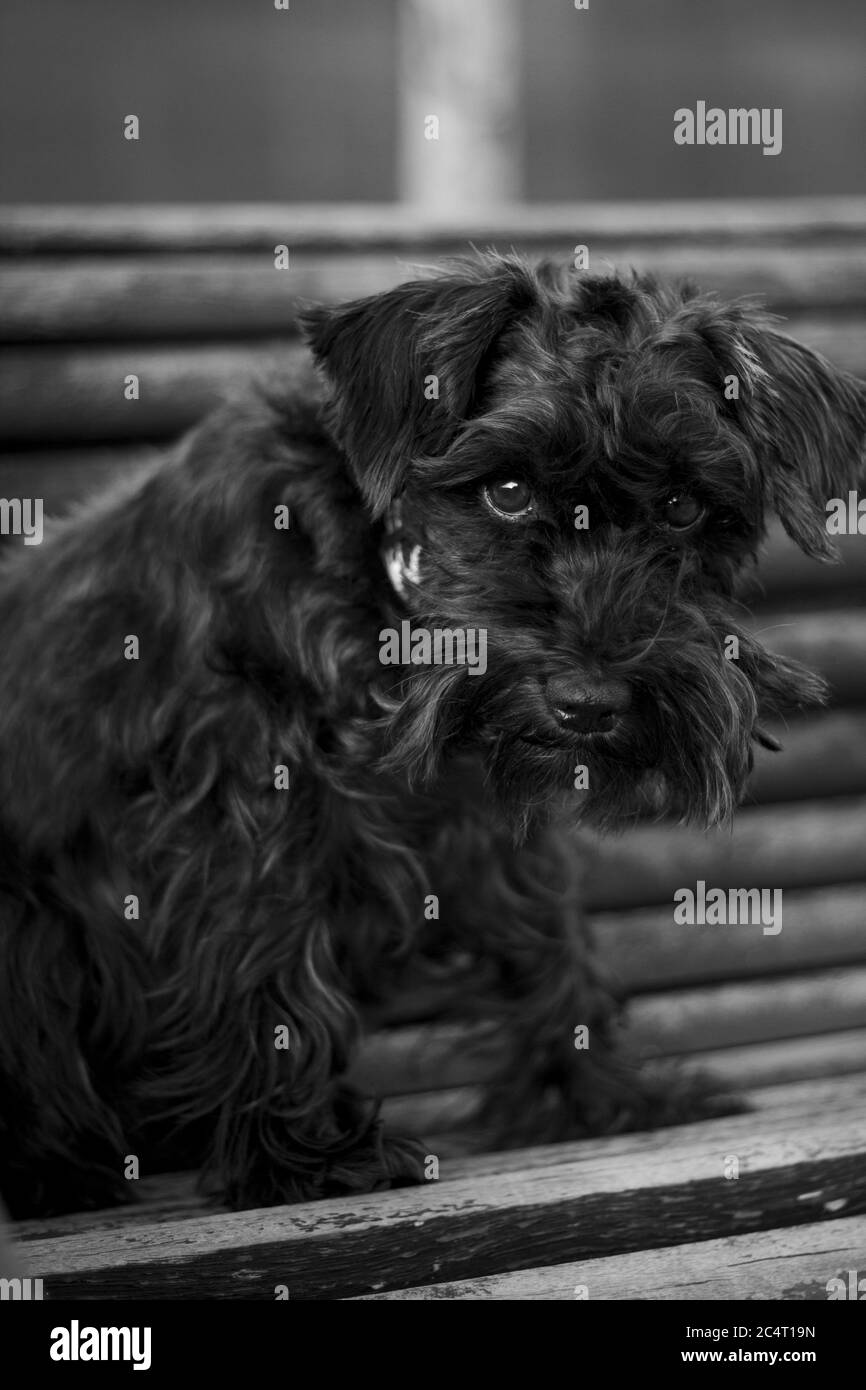 Lucas terrier hi-res stock photography and images - Alamy