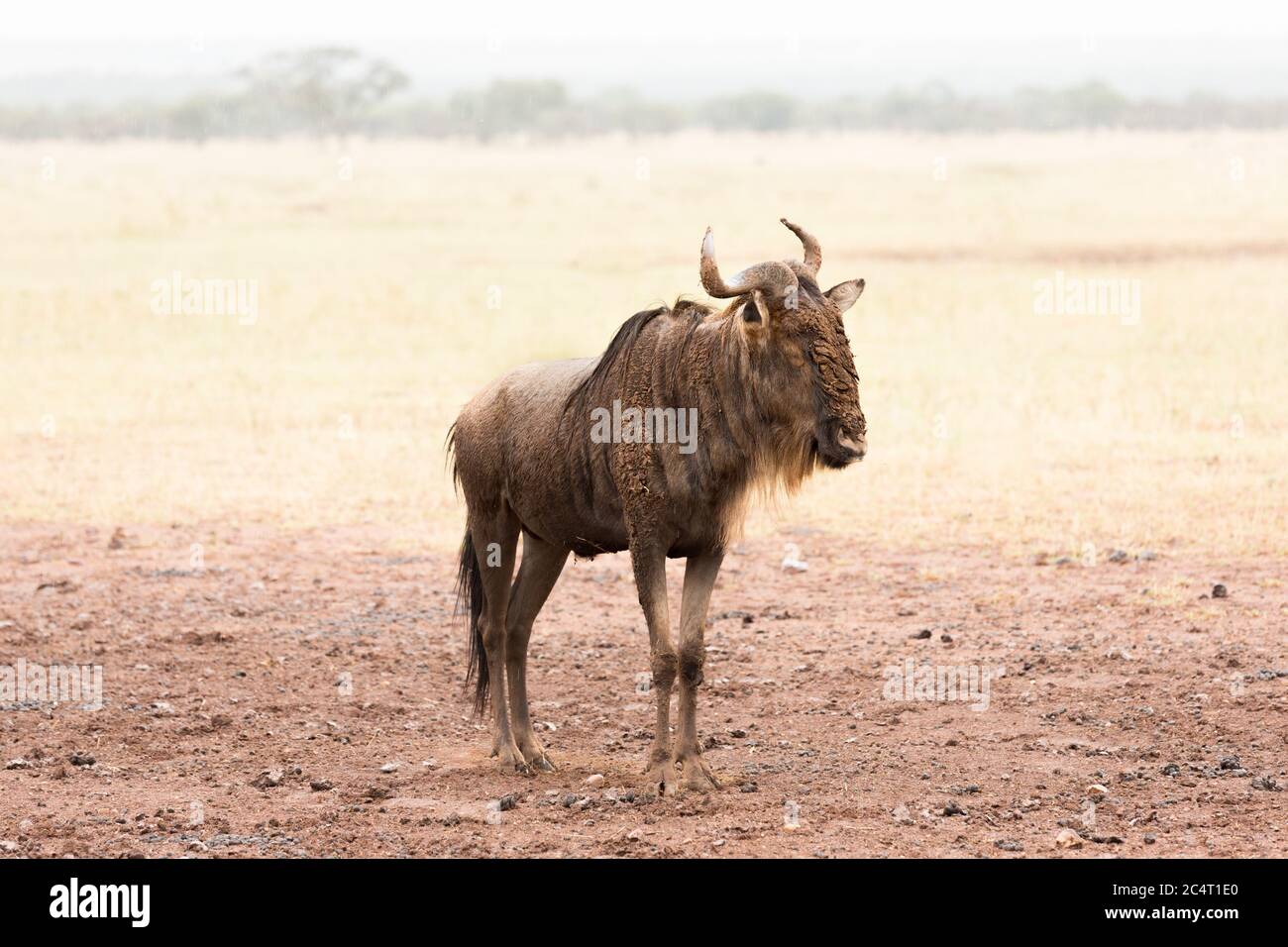 Starving animals hi-res stock photography and images - Alamy