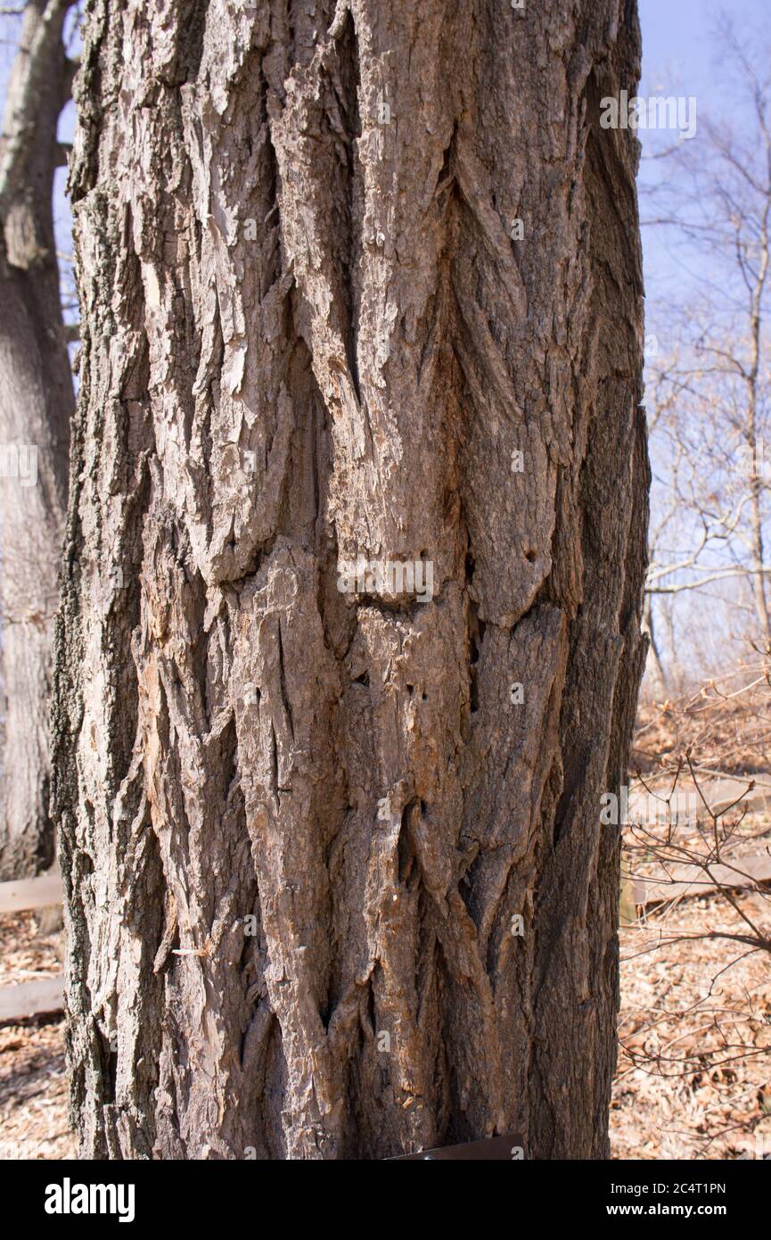 Close up of the trunk of a black locust (Robinia pseudoacacia Stock ...