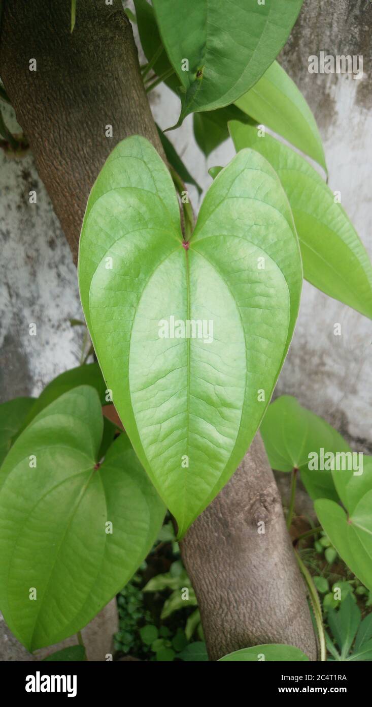 Vertical shot of greater yam leaves on a wood Stock Photo - Alamy