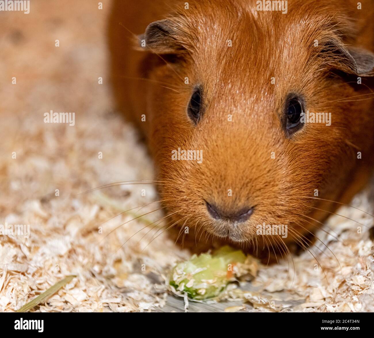 Closeup shot of a brown guinea pig Stock Photo - Alamy