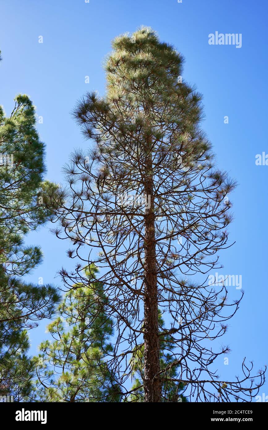Beautiful trees landscape Stock Photo - Alamy