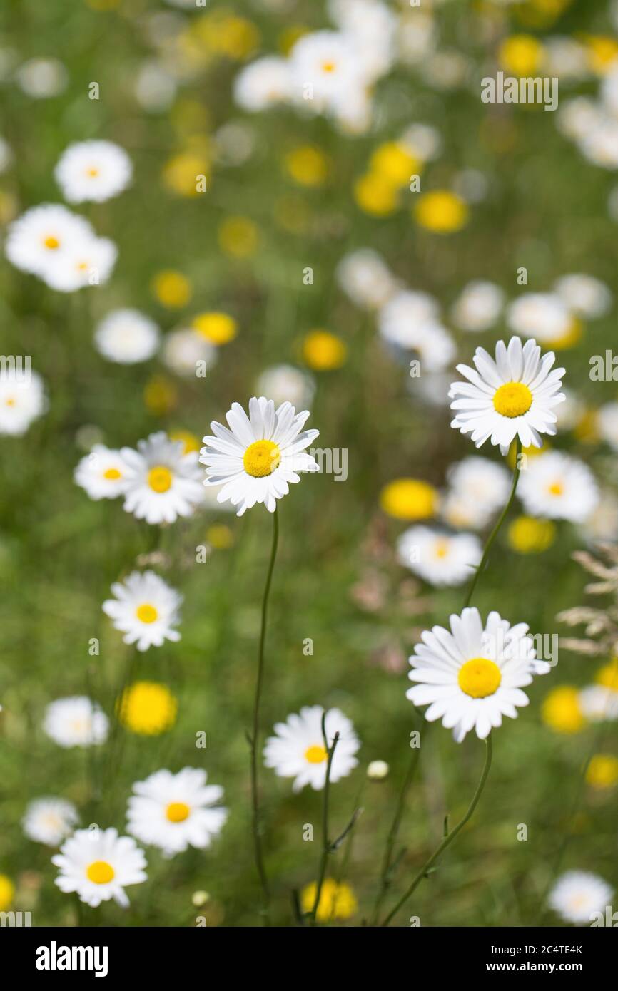 Green wild field flowers hi-res stock photography and images - Alamy