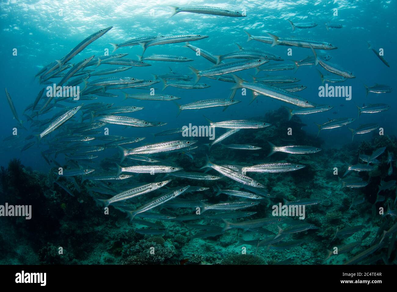 A school of Bigeye barracuda, Sphyraena forsteri, gathers over a coral ...