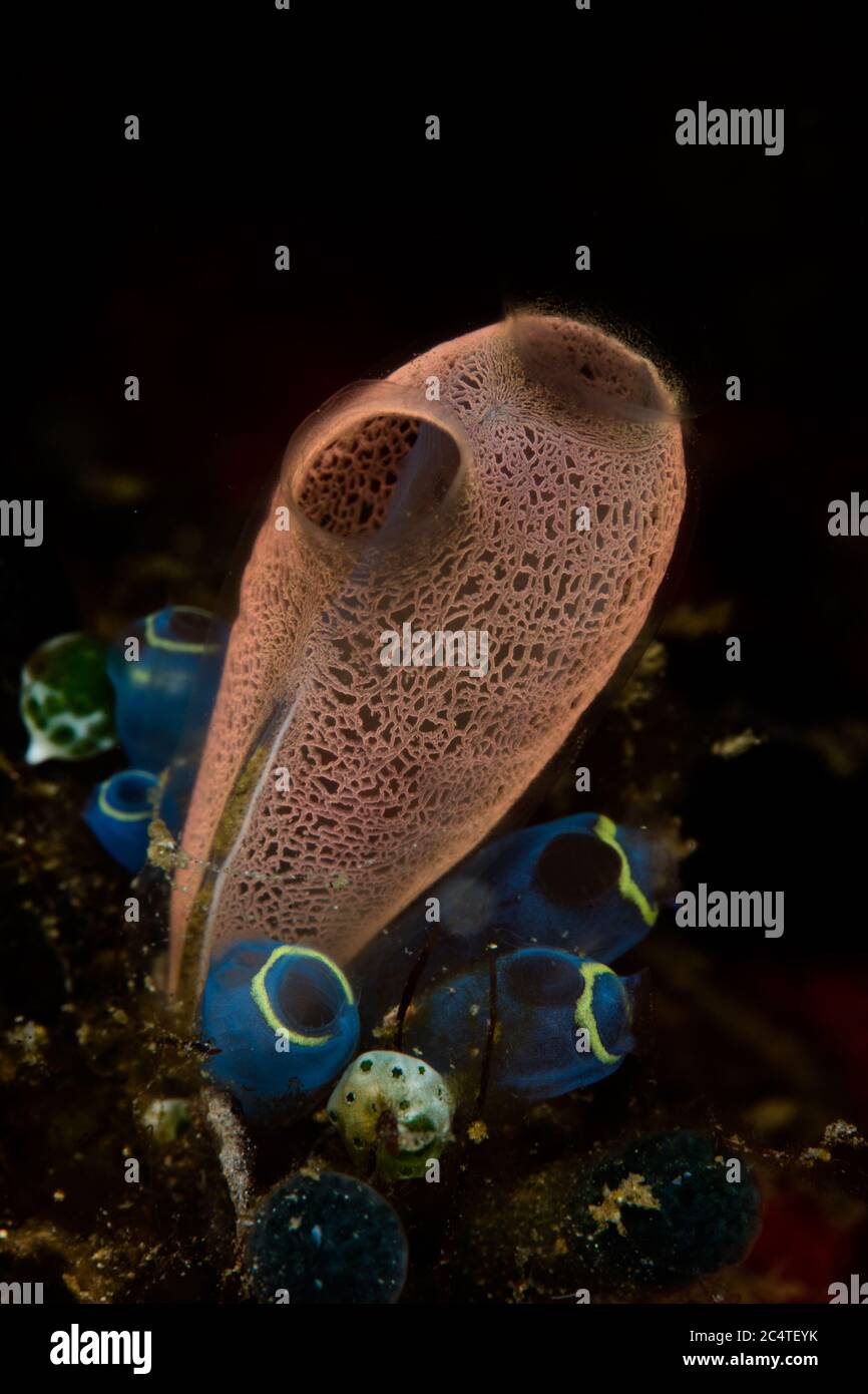 Tunicate on coral hi-res stock photography and images - Alamy