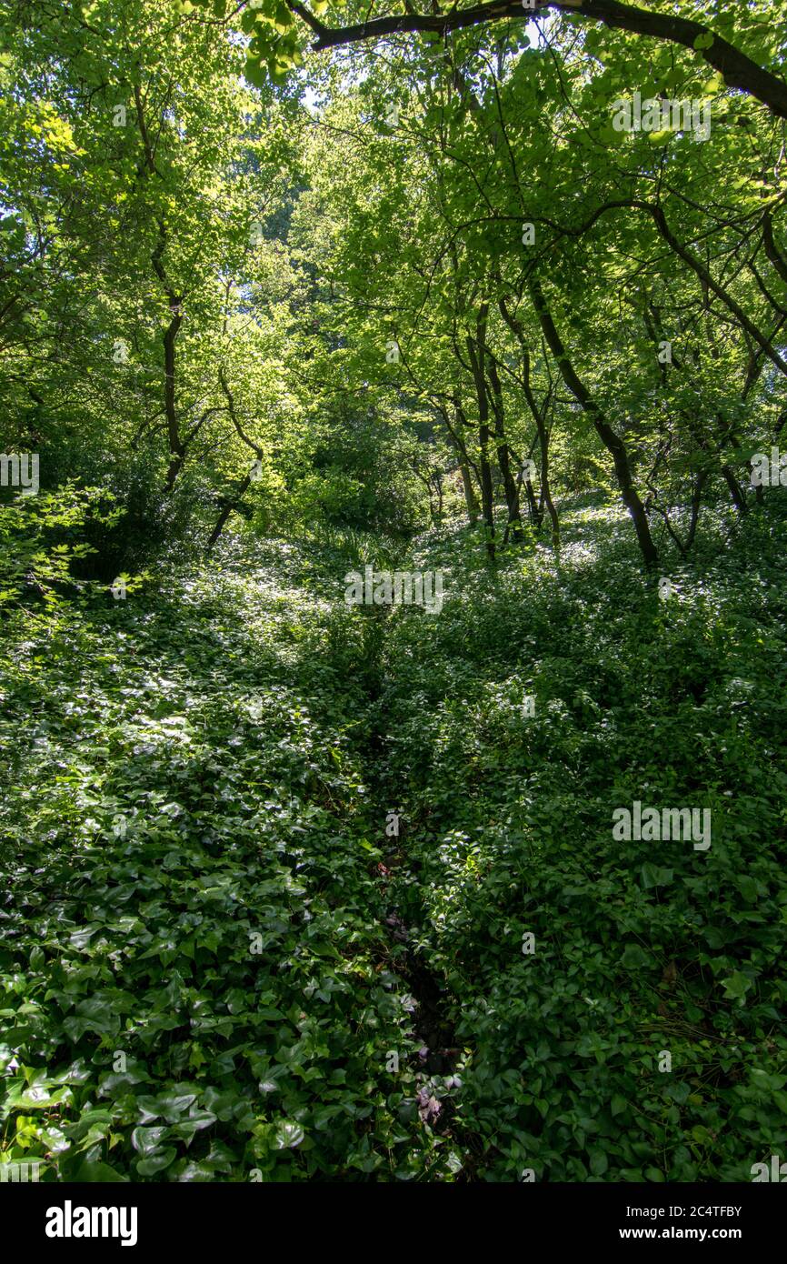 Beautiful scenery captured in the forest with green trees and plants ...