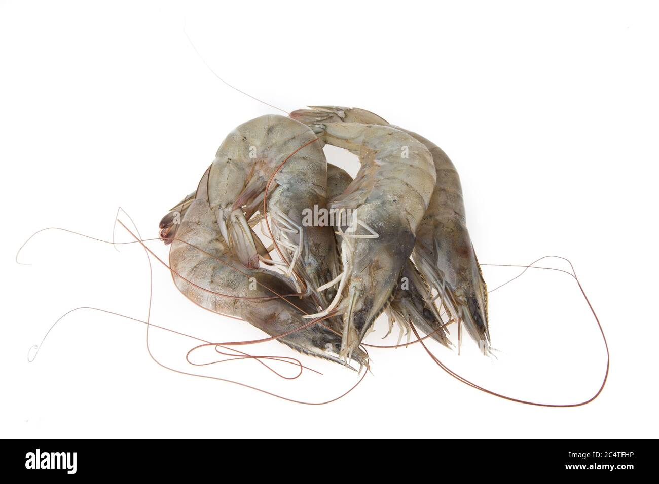 Closeup shot of fresh prawn isolated on white background Stock Photo ...