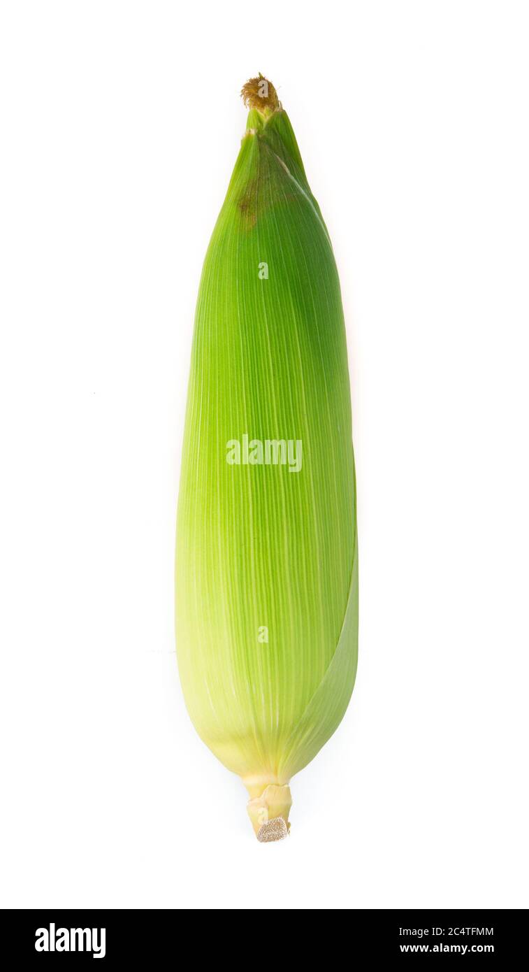 Vertical closeup shot of a single fresh raw corn cob isolated on a ...